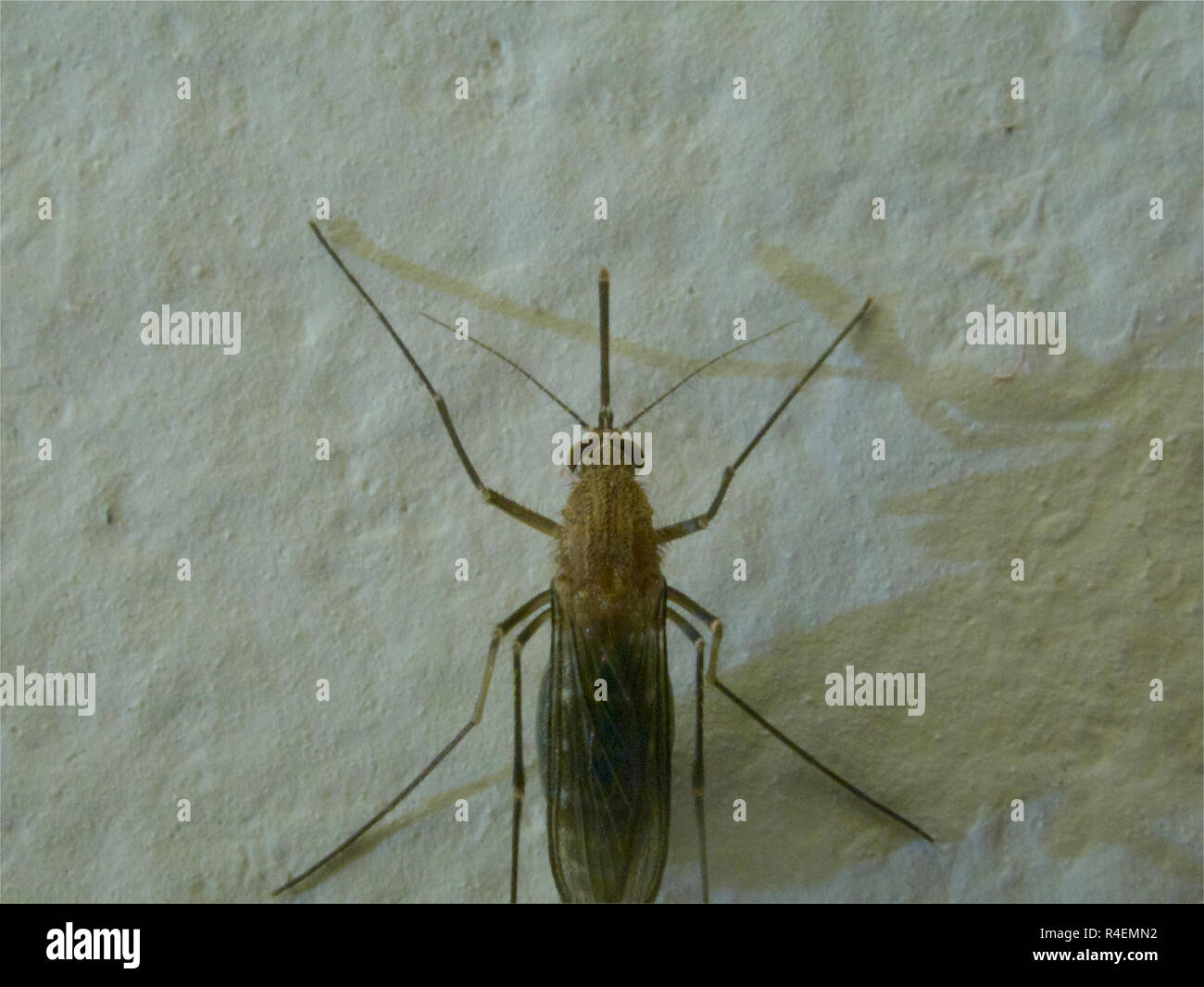 Brazilian bug hi-res stock photography and images - Alamy