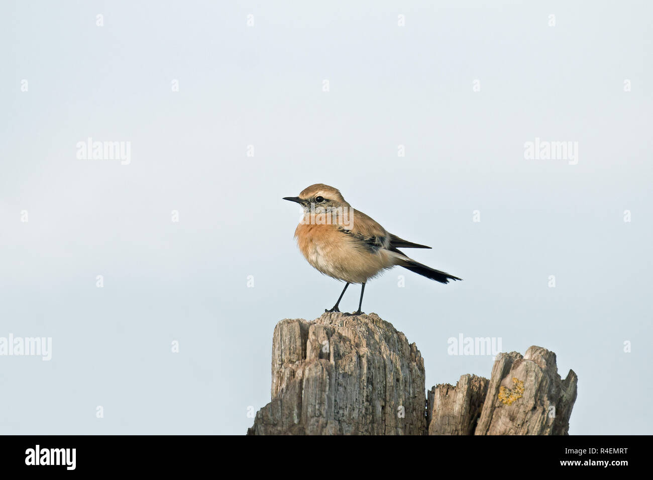 Desert wheatear uk hi-res stock photography and images - Alamy