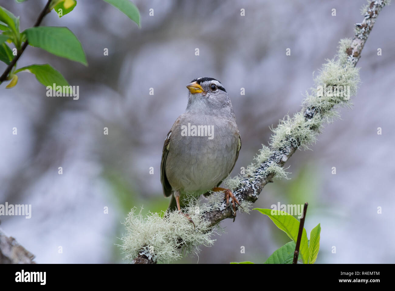 White crowned sparrows hi-res stock photography and images - Alamy