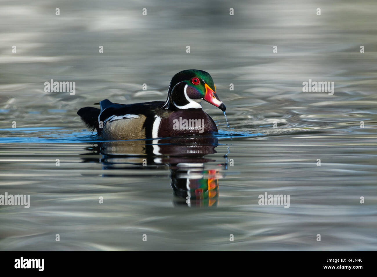 Big british duck hi-res stock photography and images - Alamy