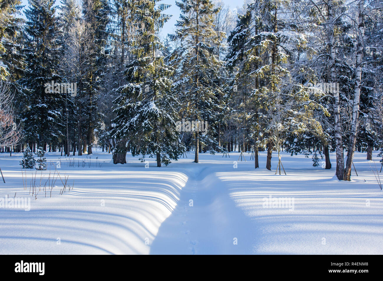 Winter landscape in clear weather. Morning bright sun. Snow plays shine ...