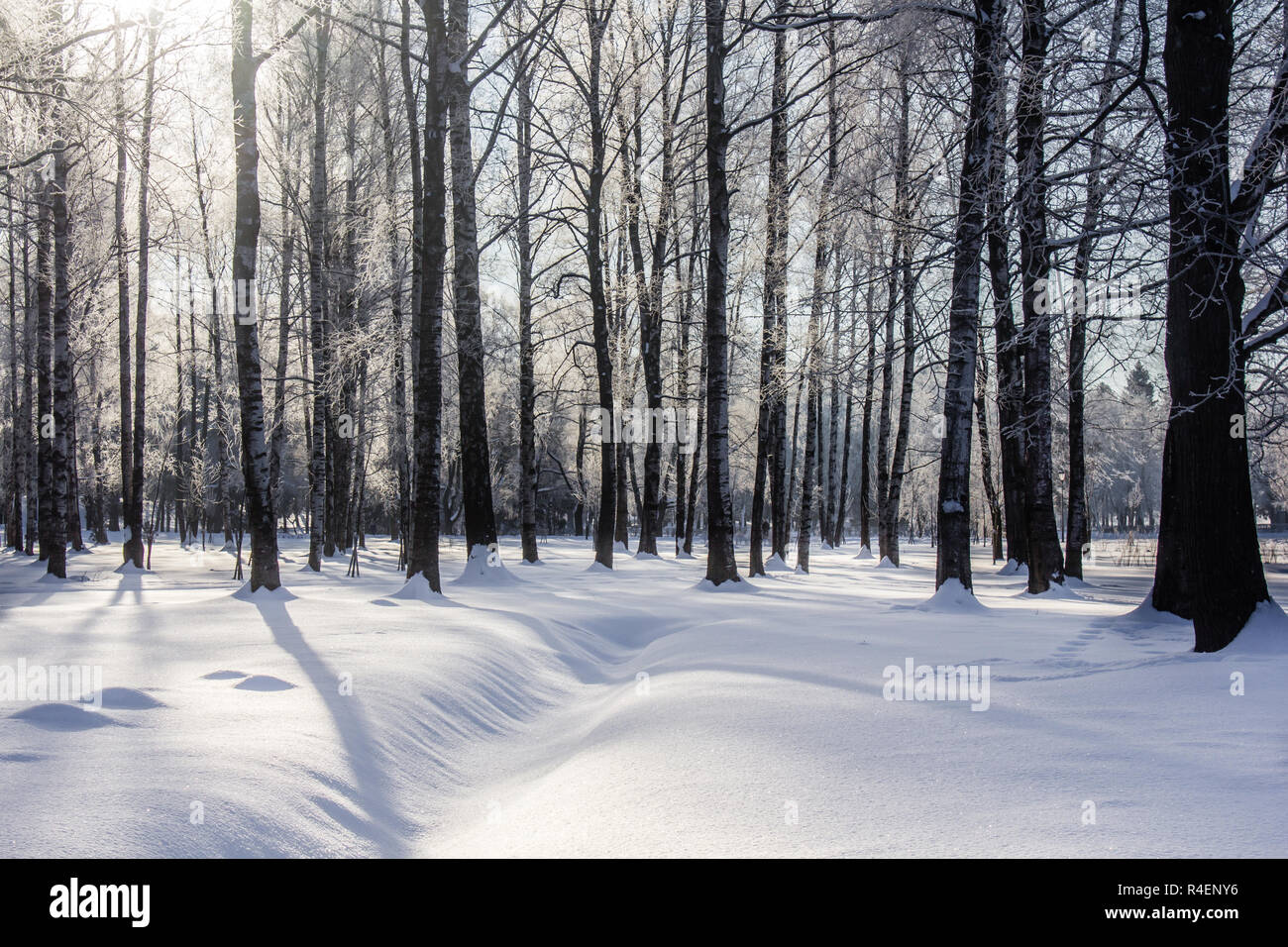 Winter landscape in clear weather. Morning bright sun. Snow plays shine ...
