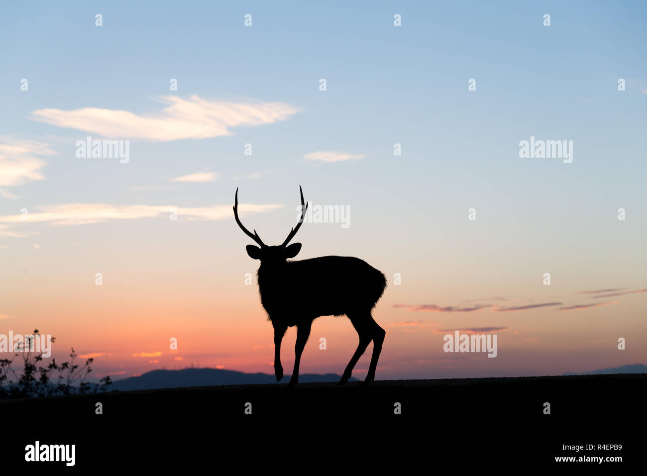 Deer with sunset Stock Photo - Alamy