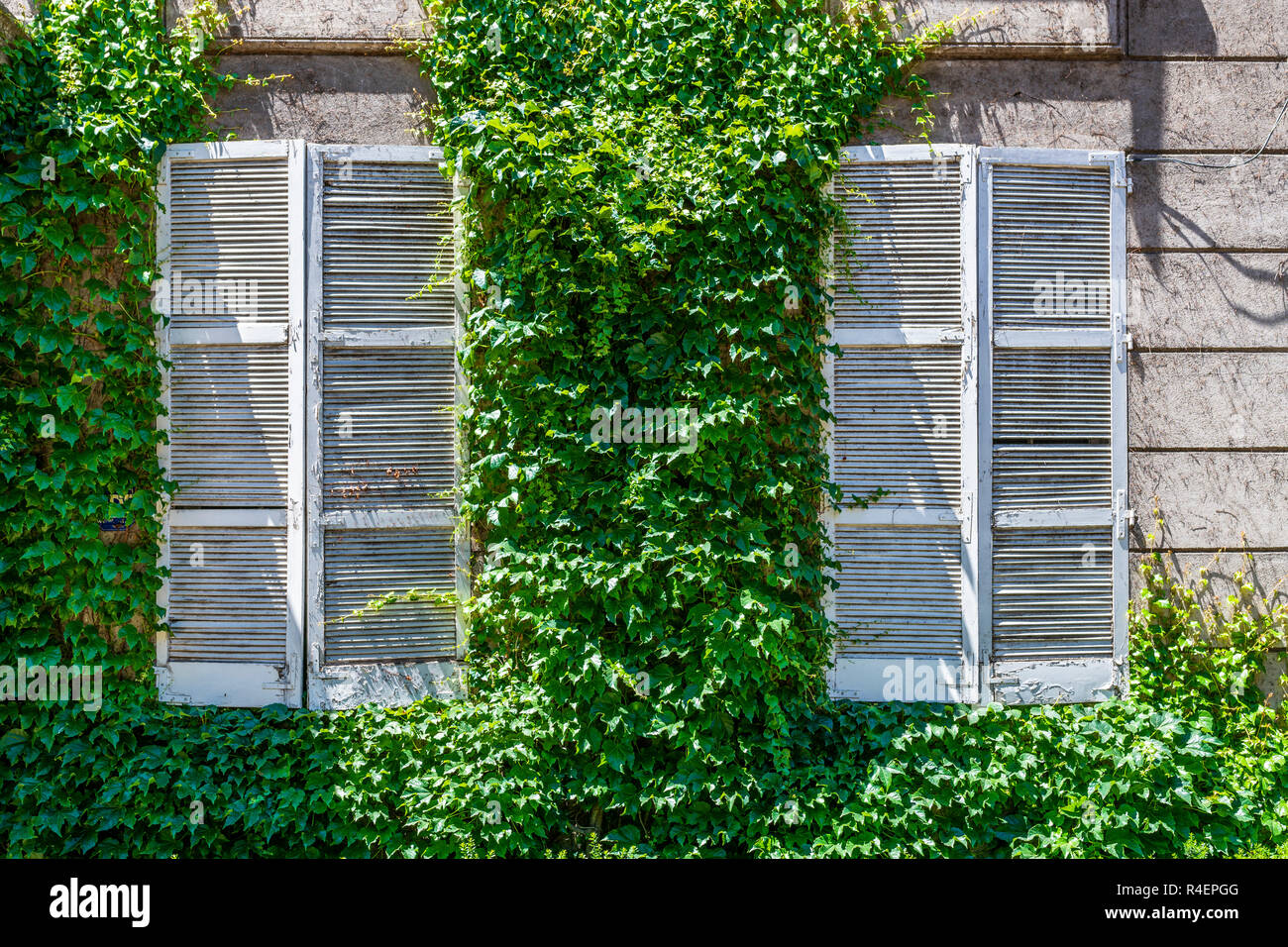 White wooden window surrounded by a great vegetation made by leaves, an ...