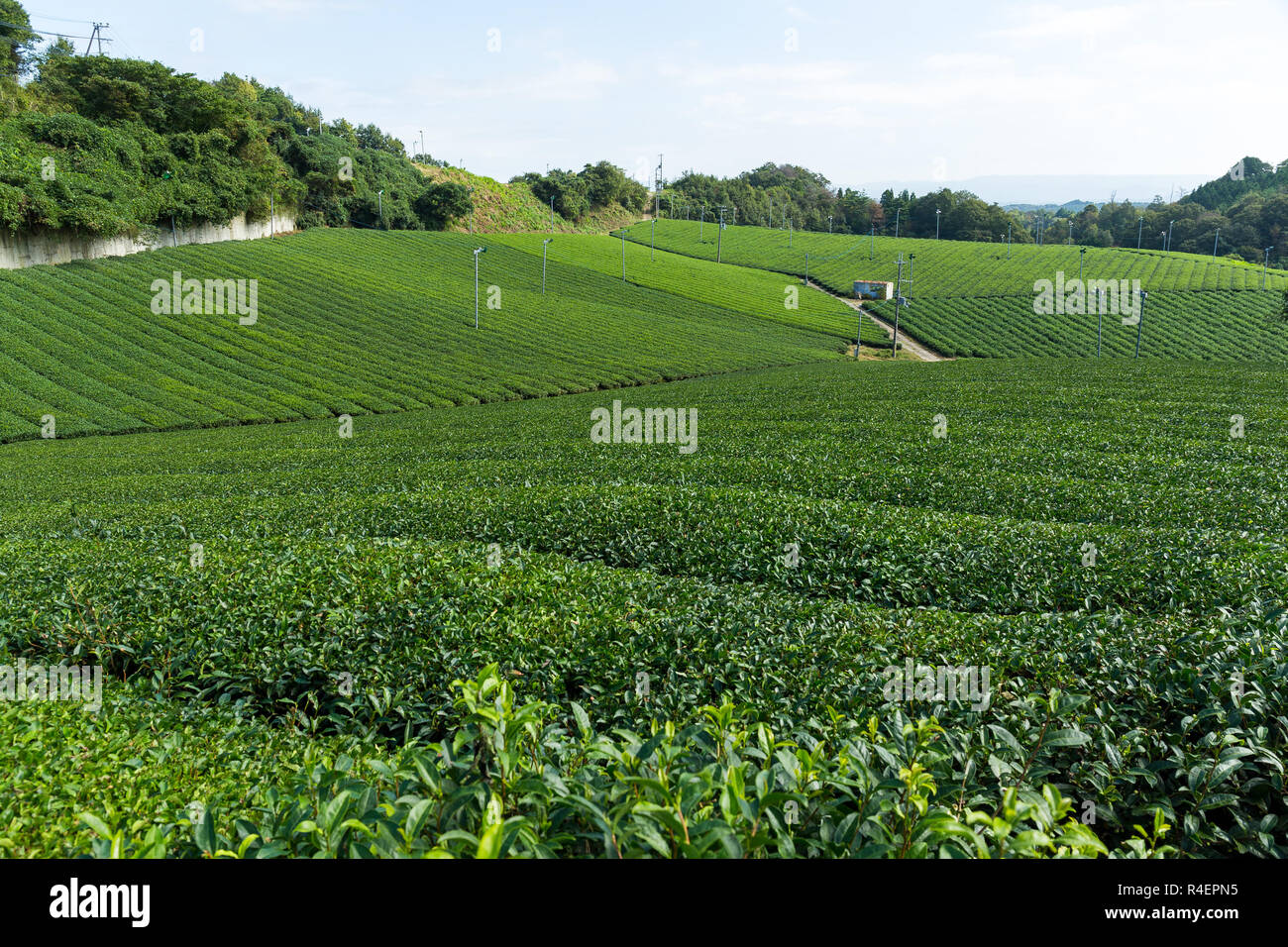 Tea garden farm in Japan Stock Photo - Alamy