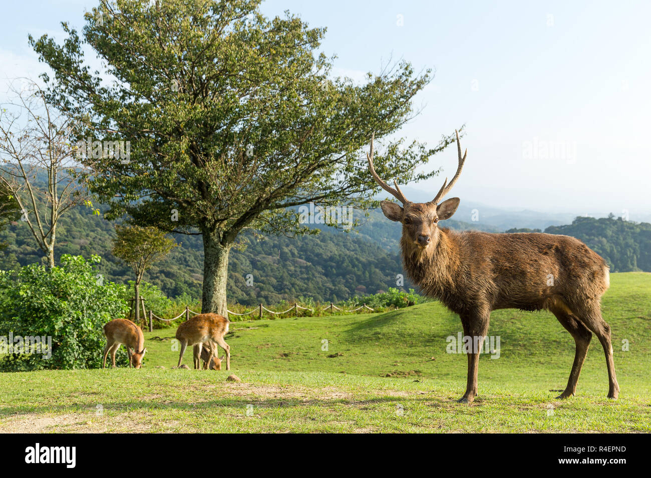 Buck deer standing on mountain Stock Photo - Alamy
