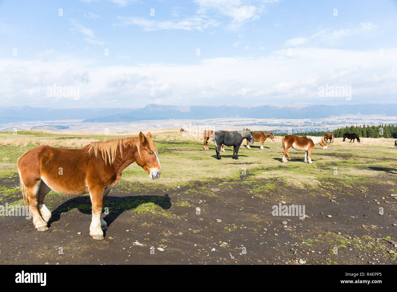 Equestrian rider on ginger horse hi-res stock photography and images ...
