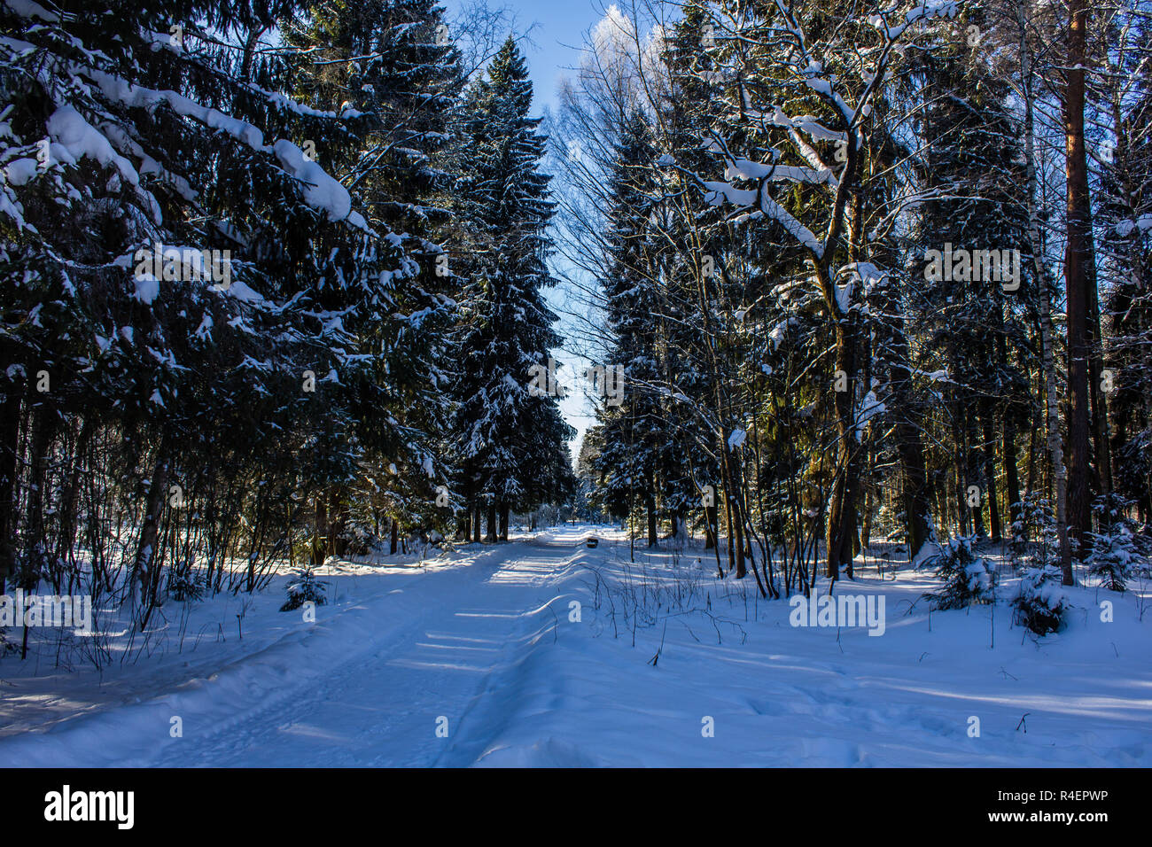 Winter landscape in clear weather. Morning bright sun. Snow plays shine ...