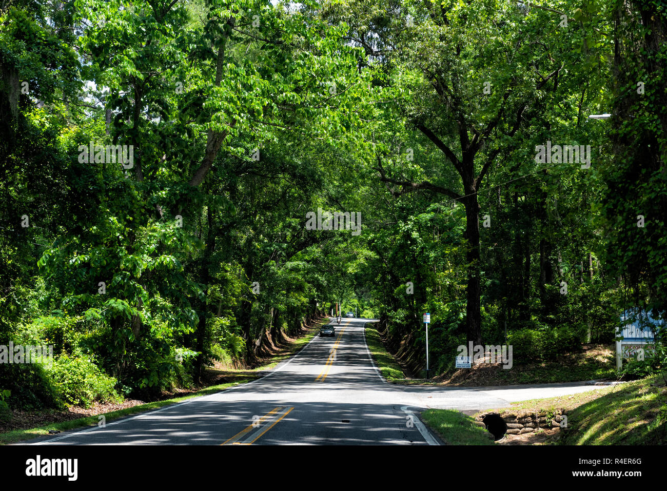 Canopy road hi-res stock photography and images - Alamy