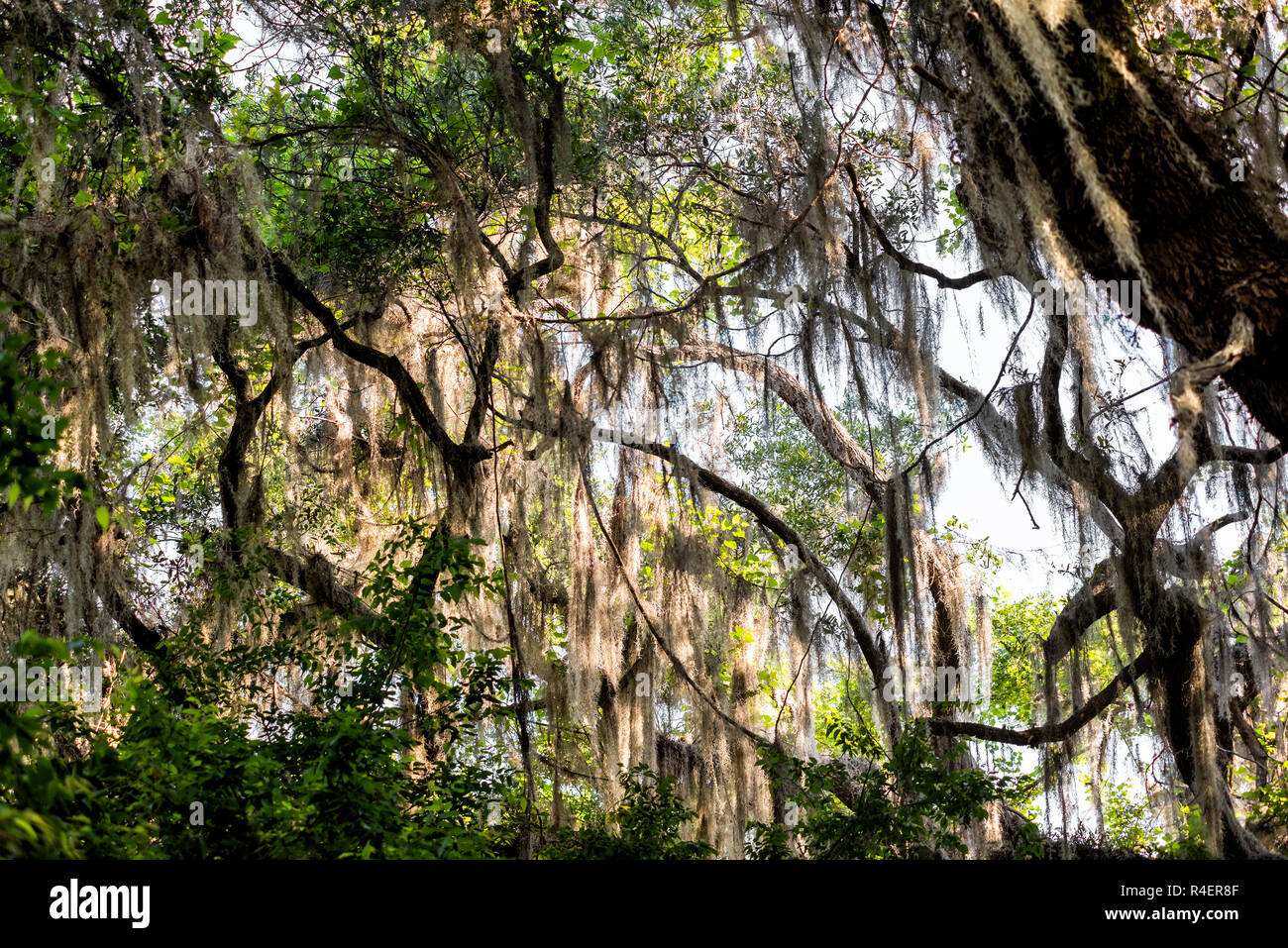 Tall oak trees covered hanging hi-res stock photography and images - Alamy