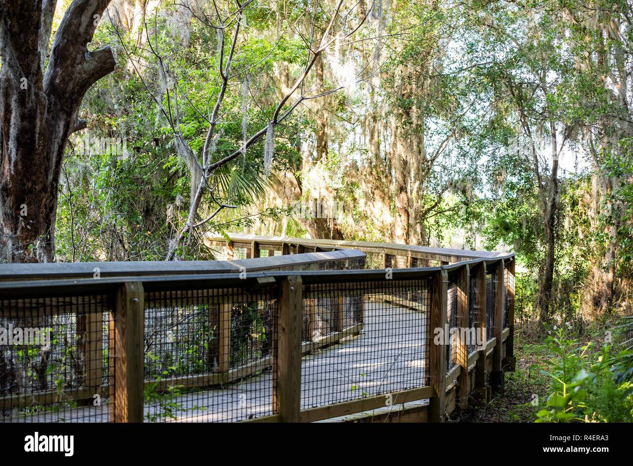Southern live oak tree with hanging Spanish moss on wooden boardwalk ...