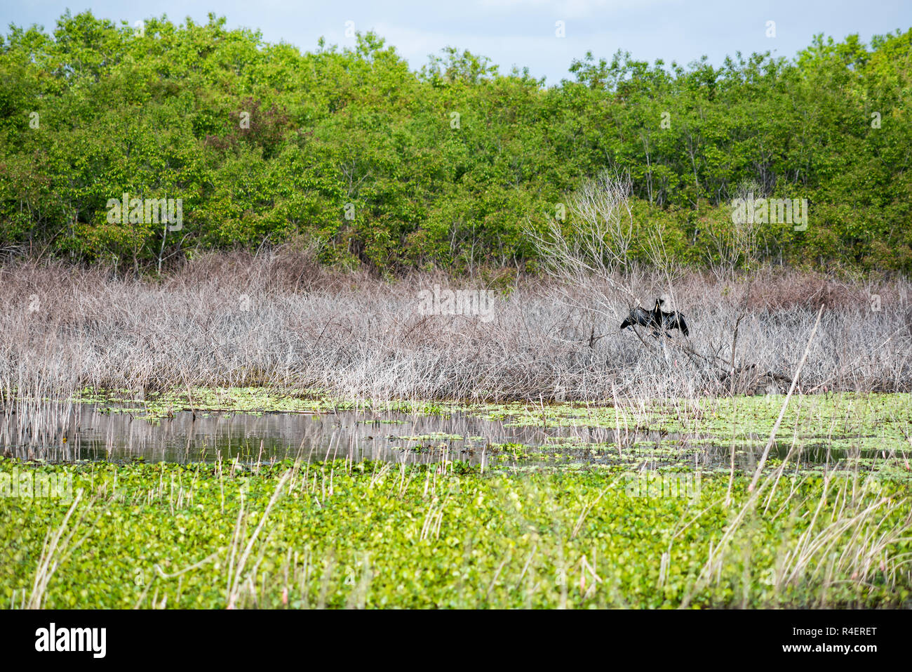 Devil bird hi-res stock photography and images - Alamy