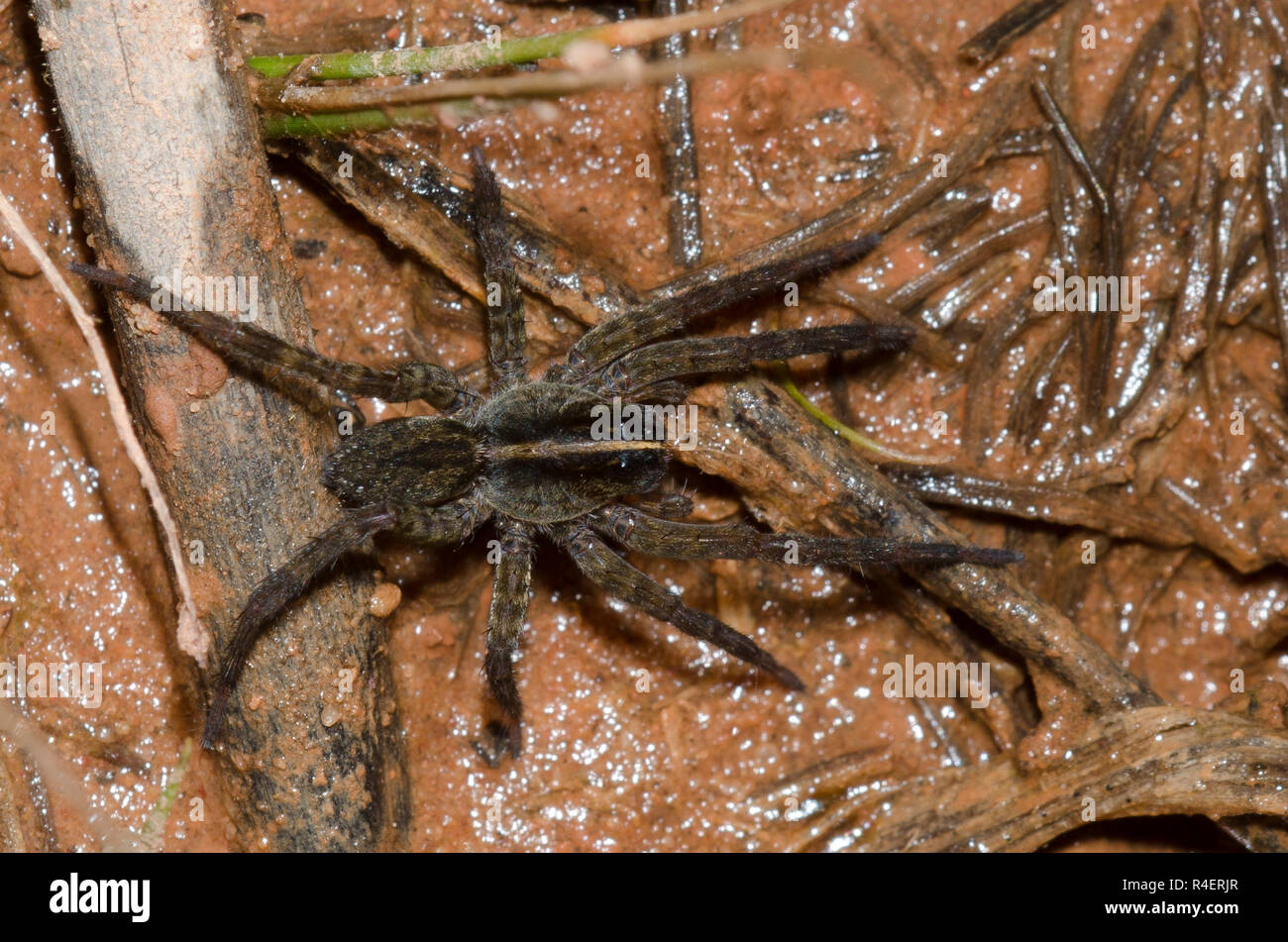 Wolf Spider, Tigrosa helluo Stock Photo - Alamy