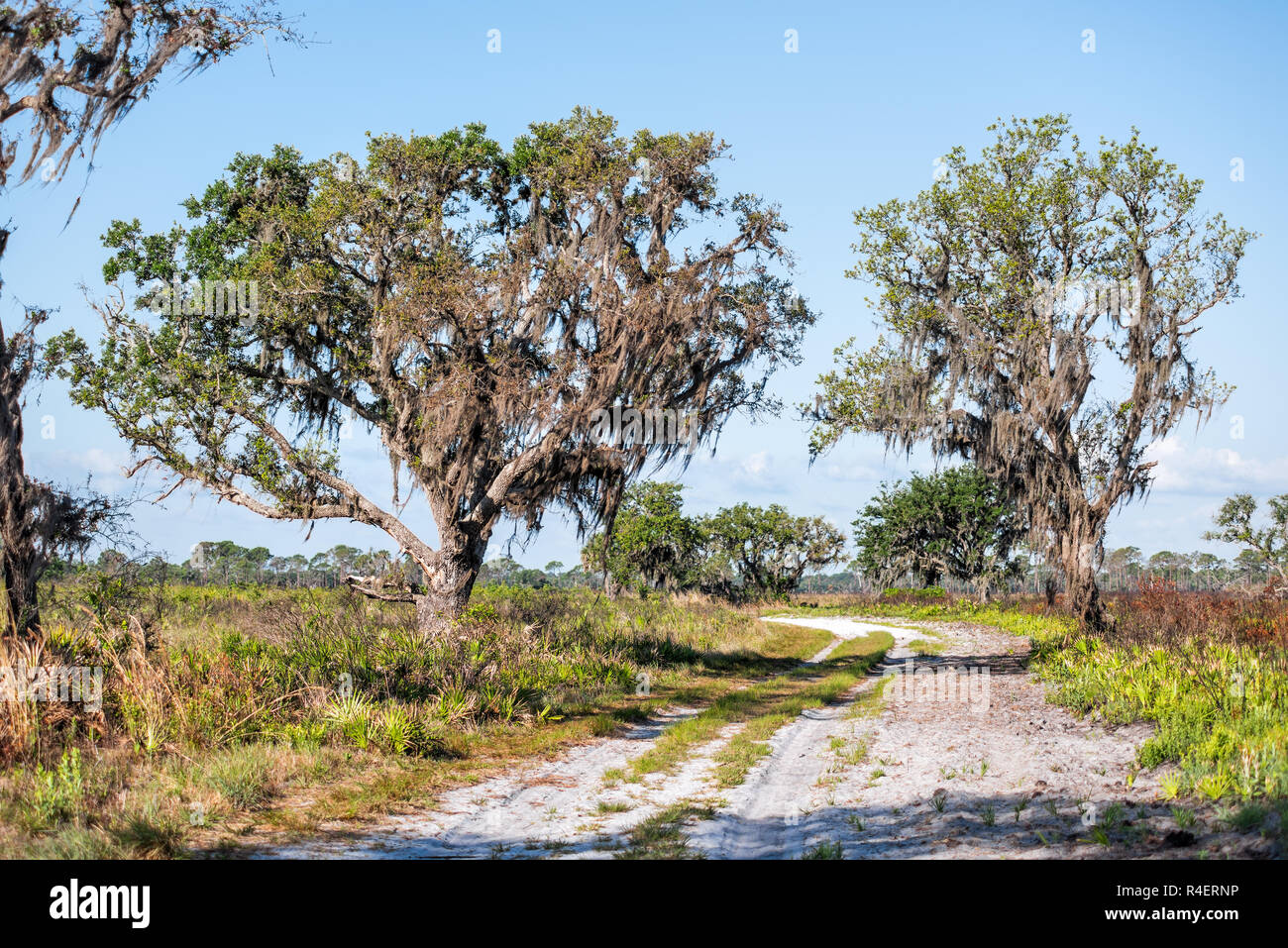 Prairie landscape with oak trees and trail path in Myakka River State ...