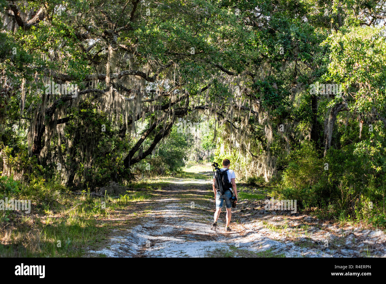 Man travel photographer trekking, walking on landscape with oak trees ...
