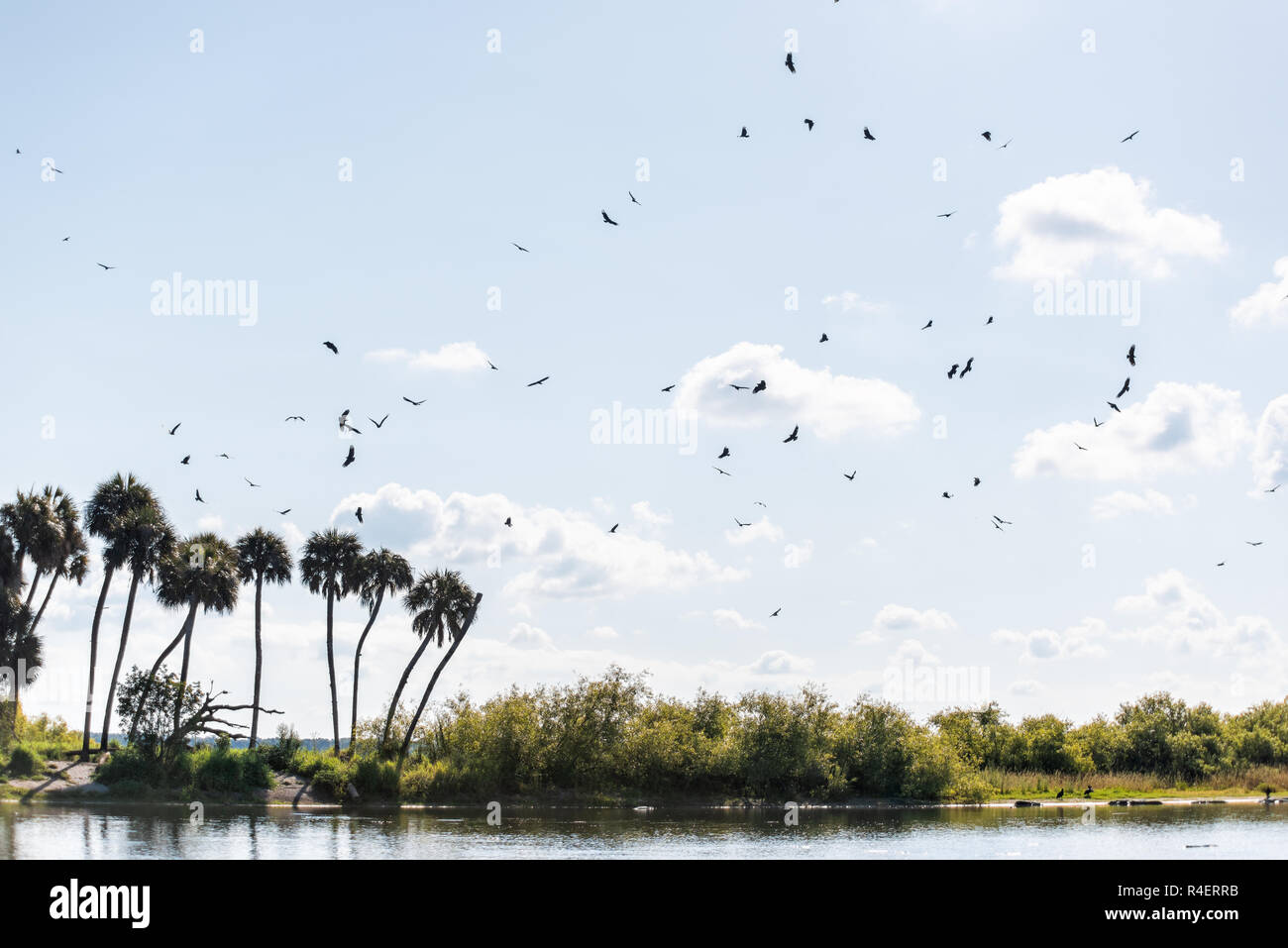 Many birds vultures flying in sky above palm trees and deep hole famous ...