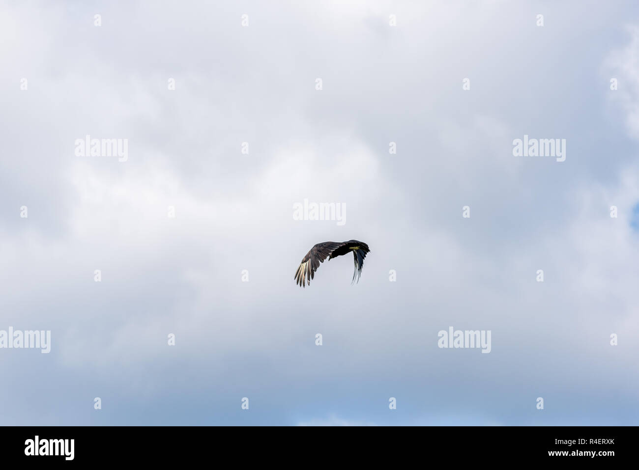 Back of red-shouldered hawk one bird flying isolated in sky above deep ...