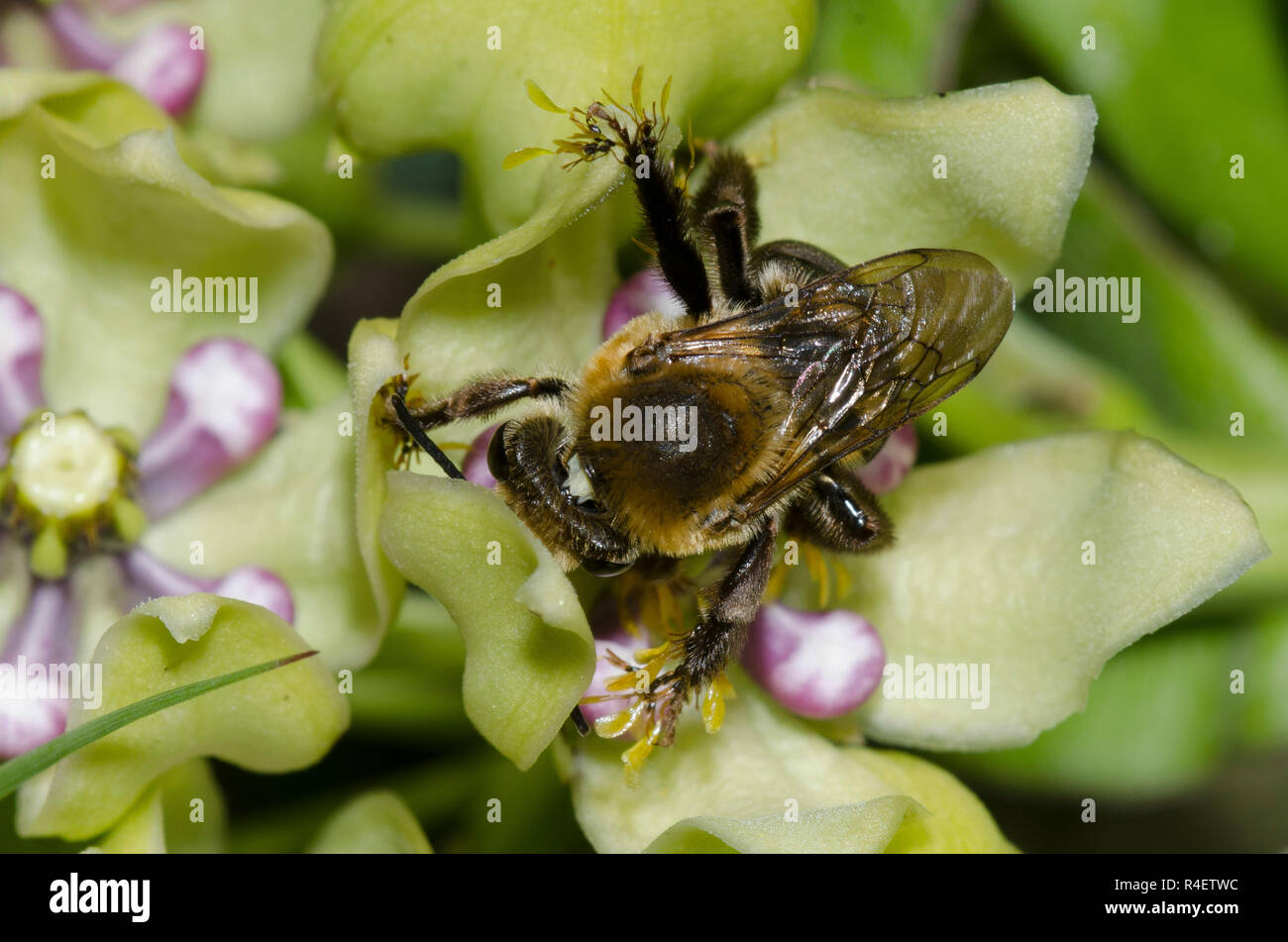 S long legs hi-res stock photography and images - Alamy