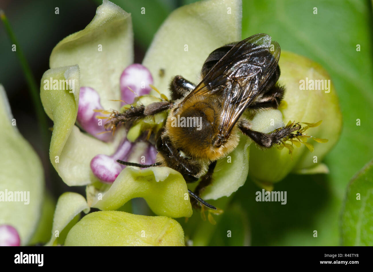 S long legs hi-res stock photography and images - Alamy