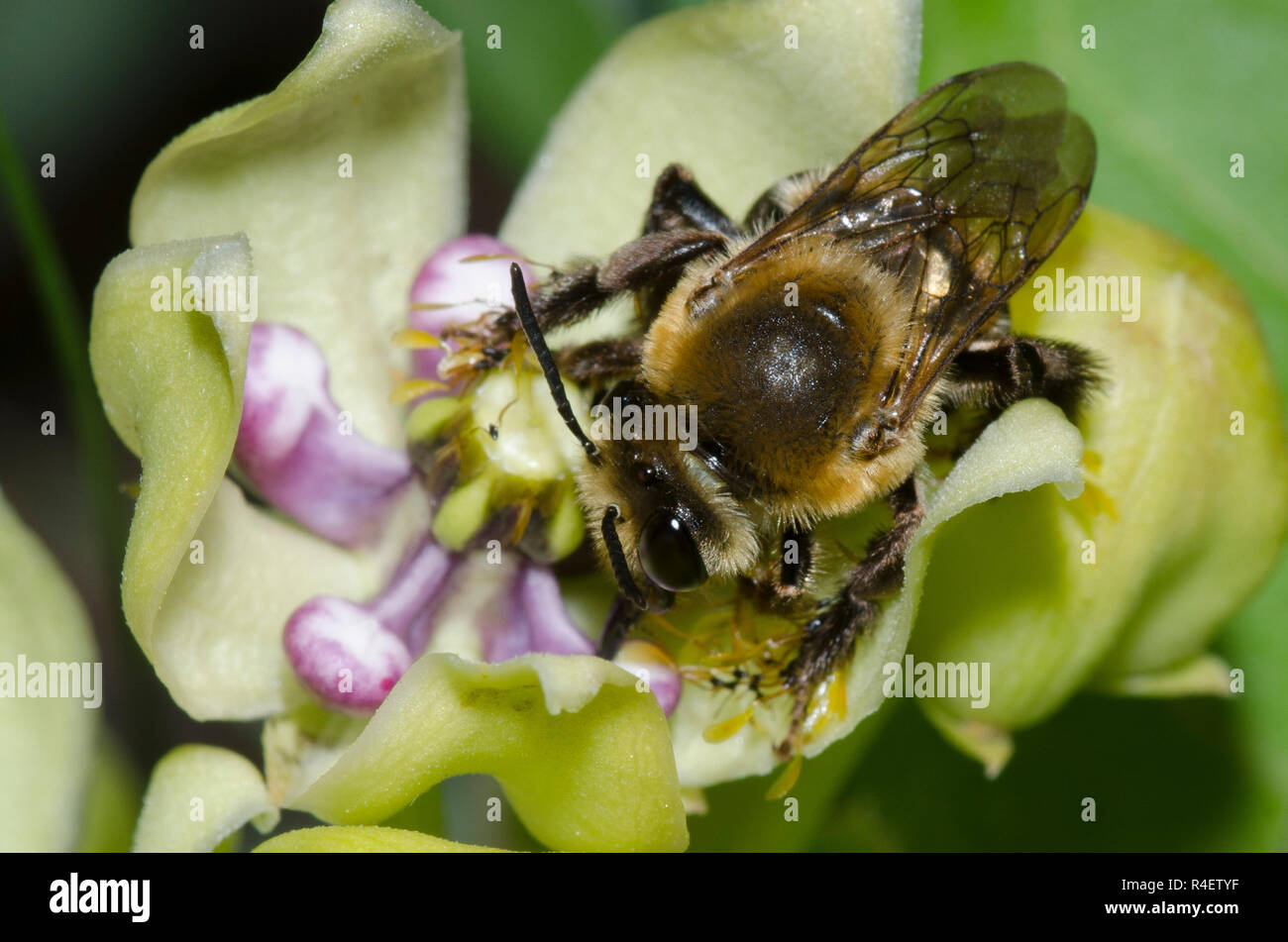 S long legs hi-res stock photography and images - Alamy