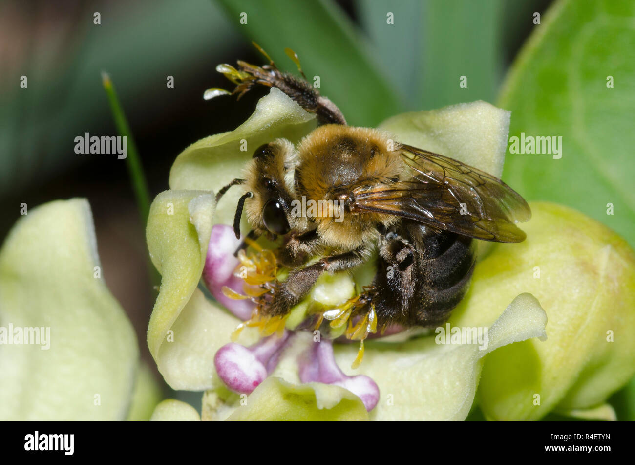 Long-horned Bee, Eucera sp., with pollinia stuck to legs, on green ...