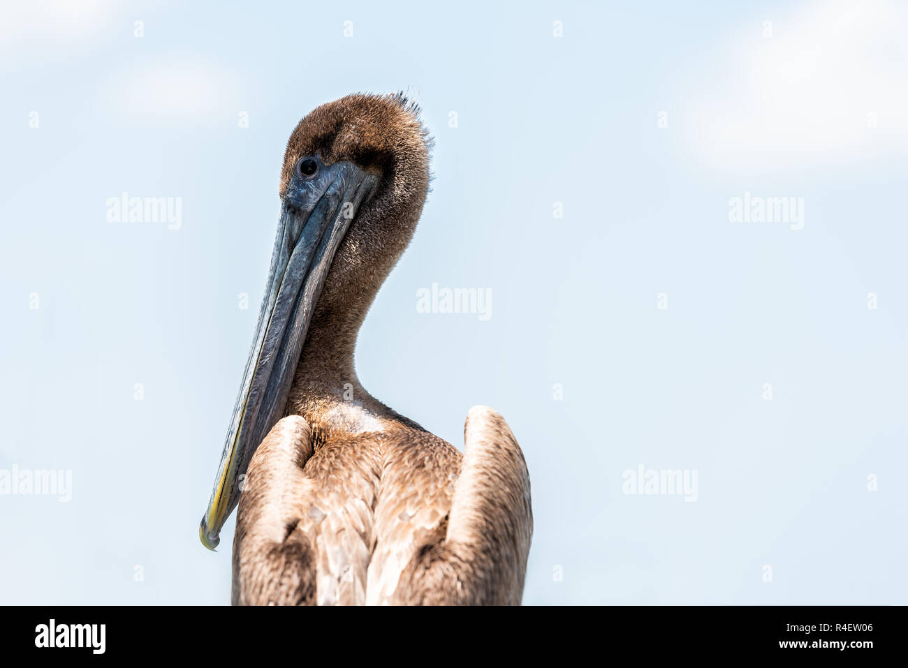 One Juvenile Eastern Brown Pelican bird face portrait closeup isolated ...
