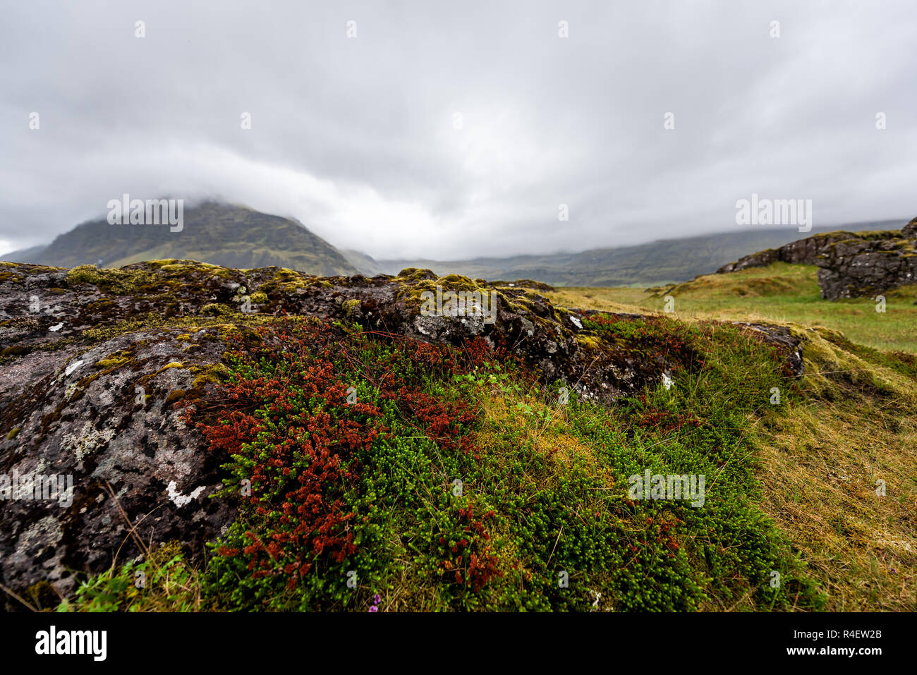 Lava Field in Iceland closeup with green and red moss mossy plants ...