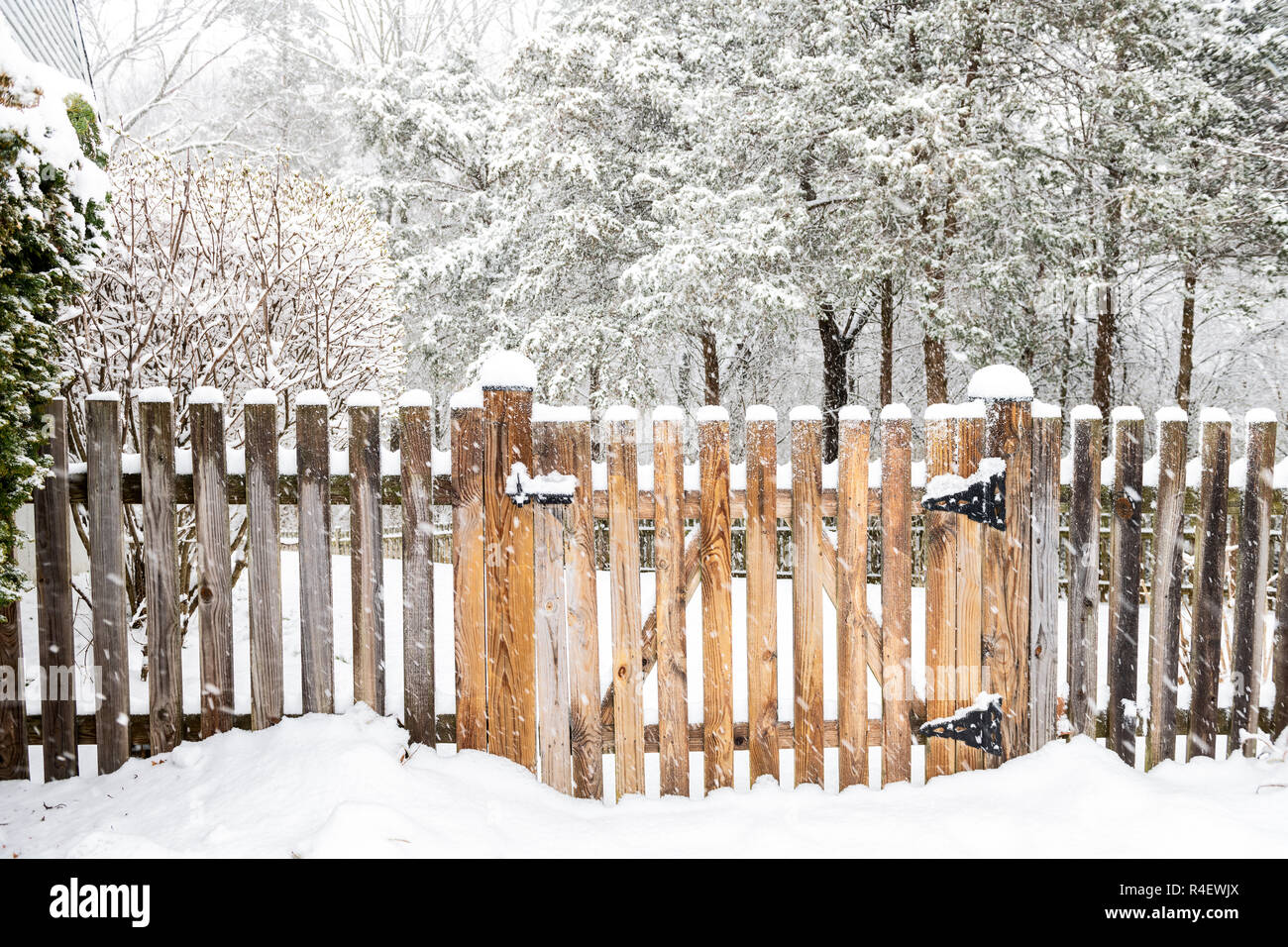 Wooden fence gate with lock, locked latch covered in white snow at ...
