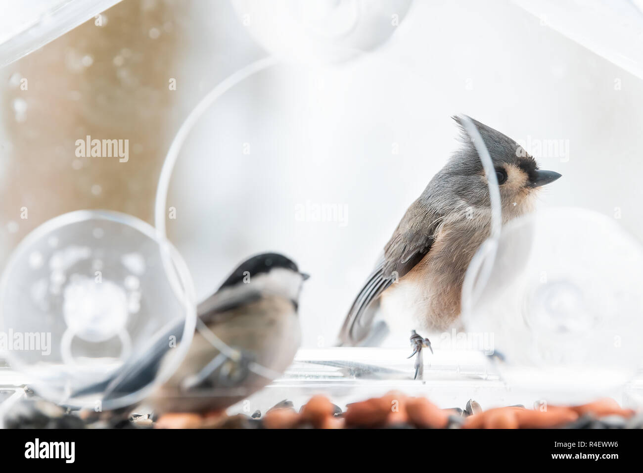 Tufted titmouse bird feeder hi-res stock photography and images - Alamy