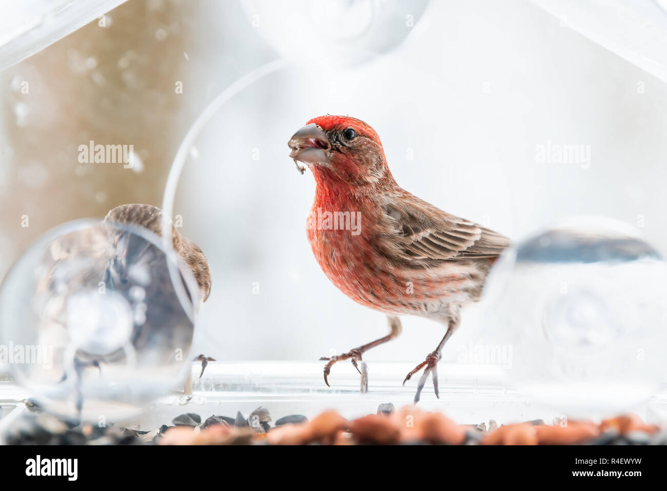 Seed cracking beak hi-res stock photography and images - Alamy