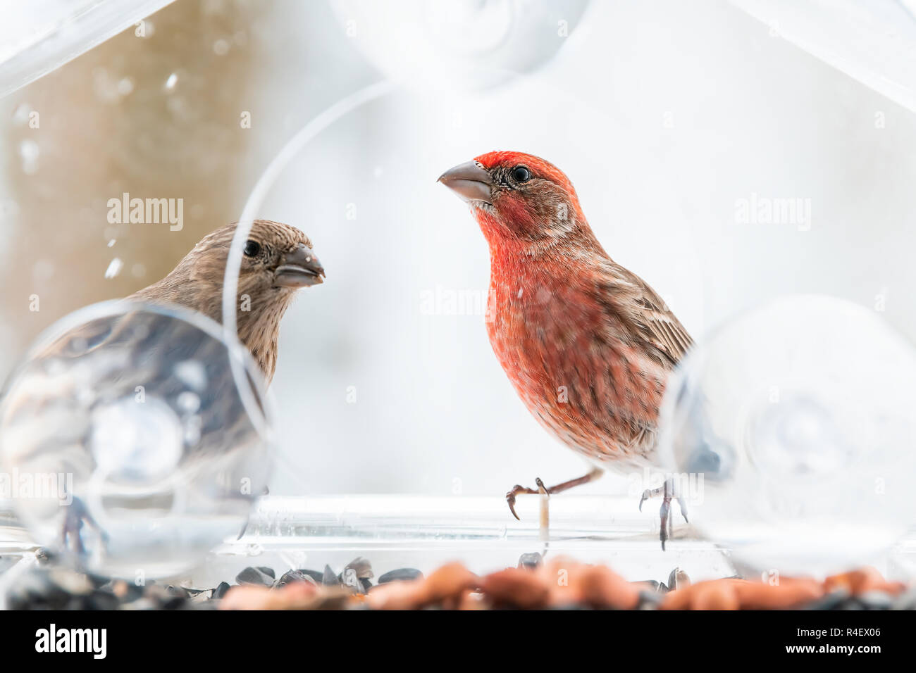 Seed cracking beak hi-res stock photography and images - Alamy