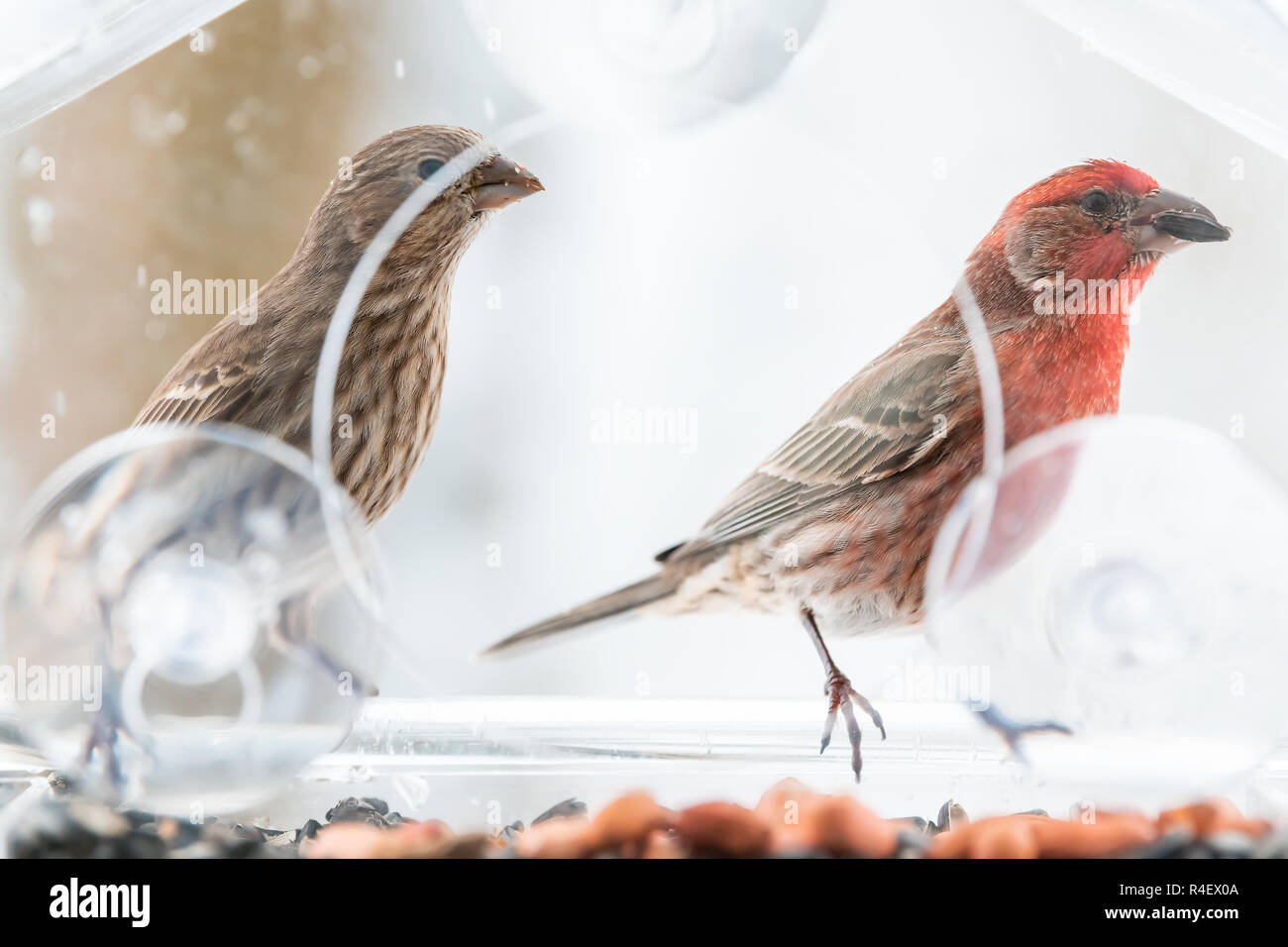 Seed cracking beak hi-res stock photography and images - Alamy