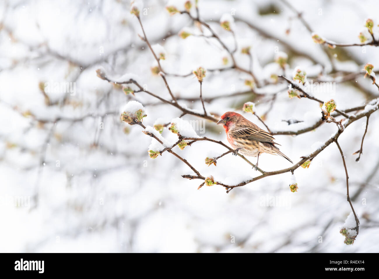 Cherry Finch High Resolution Stock Photography and Images - Alamy