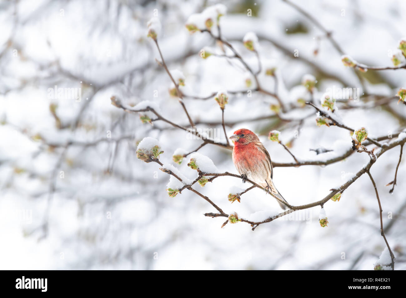 Chest puffed hi-res stock photography and images - Alamy