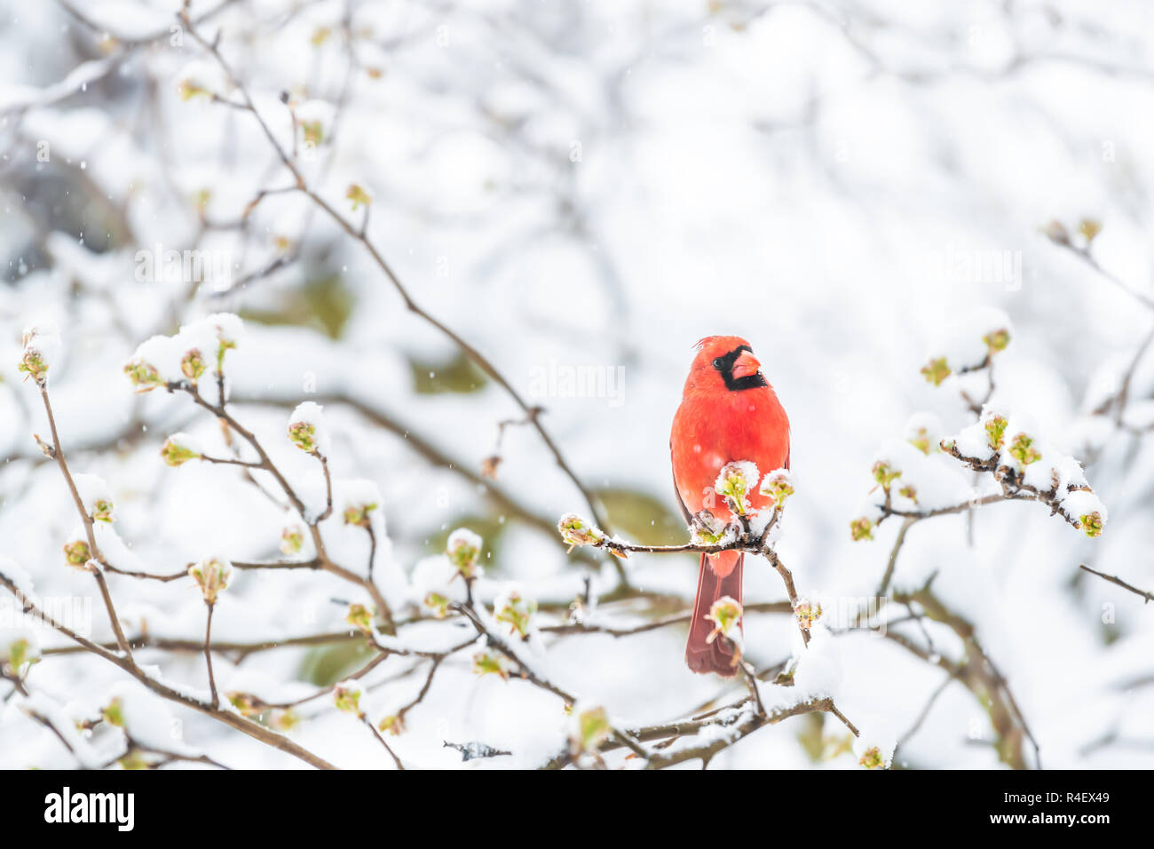 Closeup of fluffed, puffed up orange, red male cardinal bird, looking ...