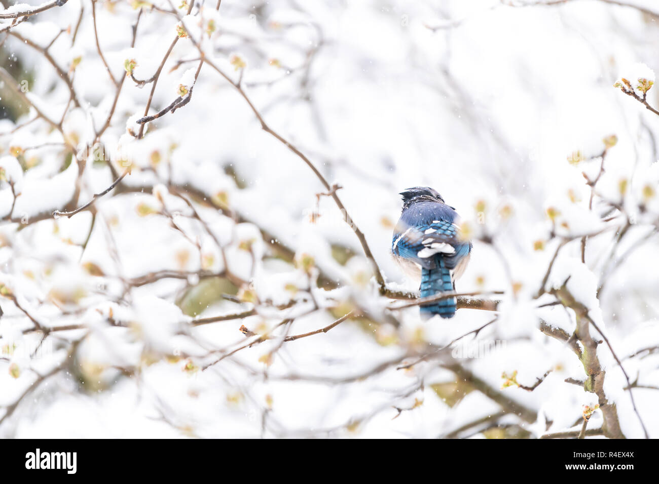 Back closeup of fluffed, puffed up blue jay bird, looking, perched on ...