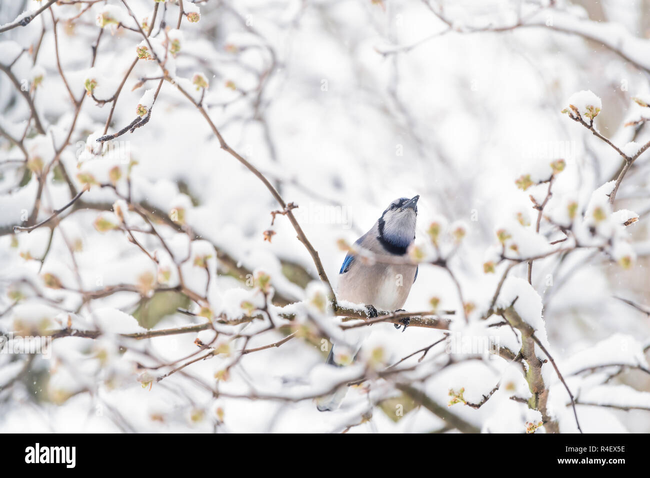 Closeup of fluffed, puffed up blue jay bird, looking up, singing ...