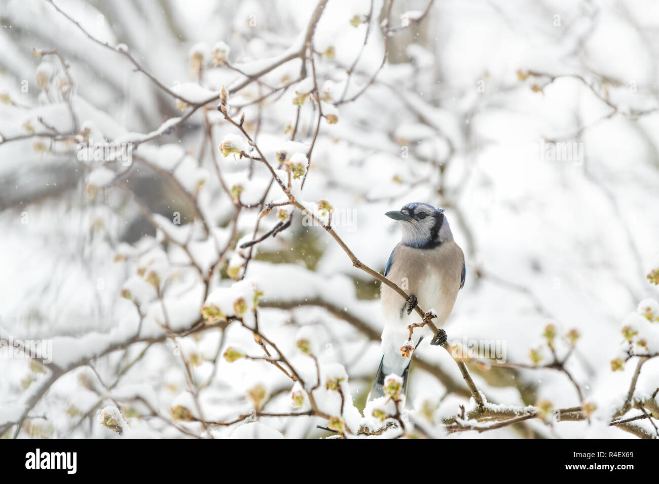 Closeup of fluffed, puffed up blue jay bird, looking, eye, perched on ...