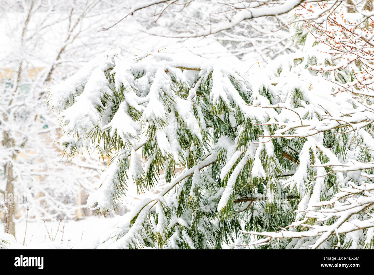 View from window on snowstorm, storm, snowing weather outside, outdoors ...