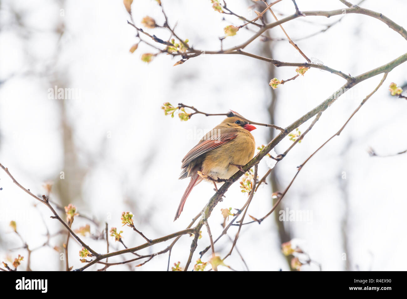 Puffed up bird hi-res stock photography and images - Alamy