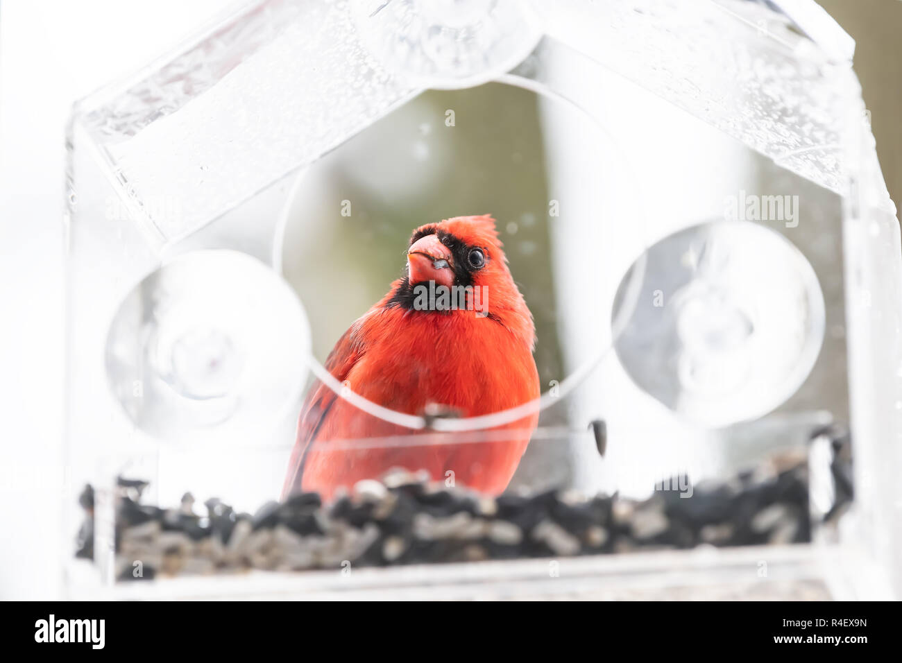 Heavy snow funny hi-res stock photography and images - Alamy