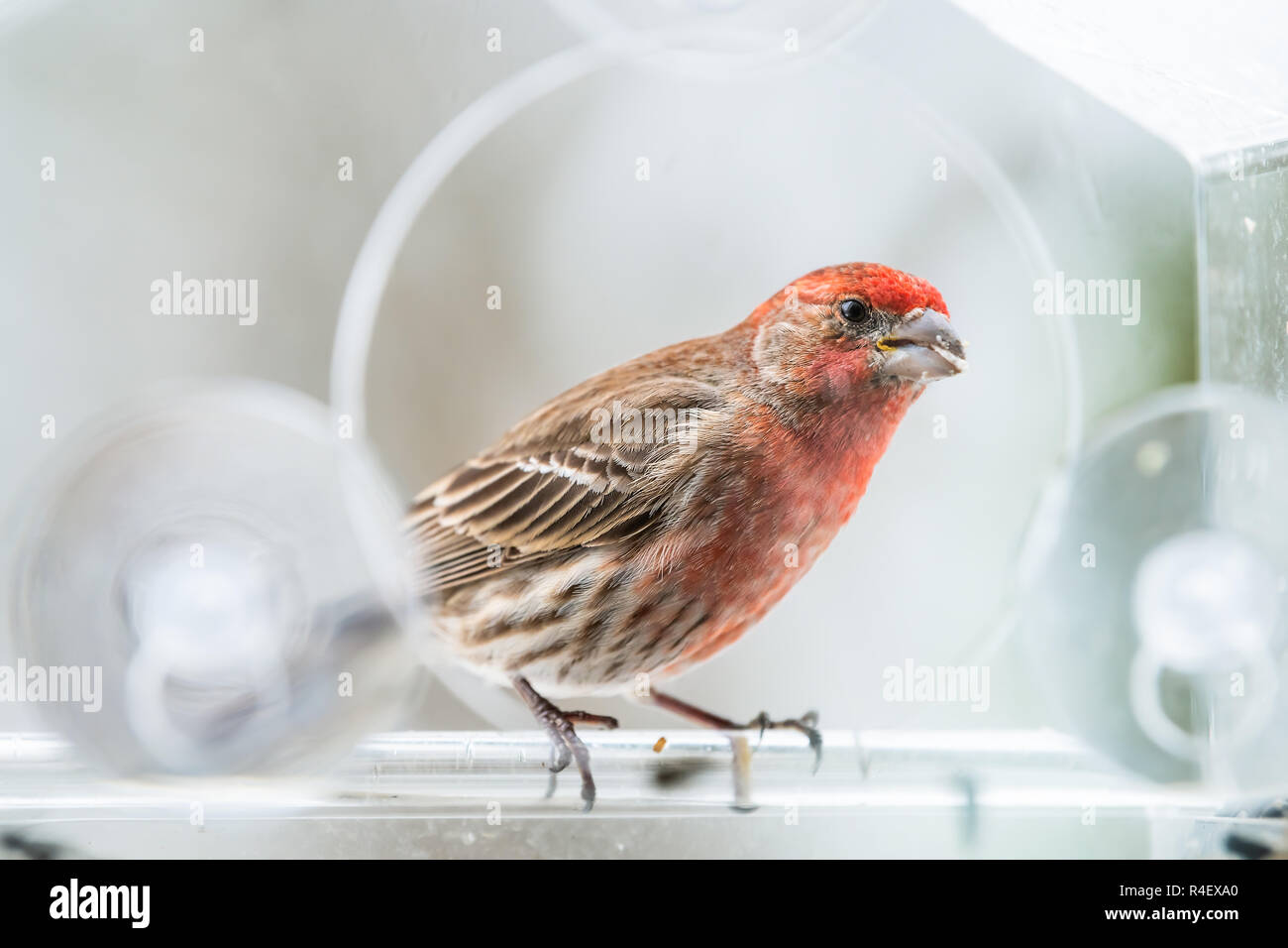 Seed cracking beak hi-res stock photography and images - Alamy