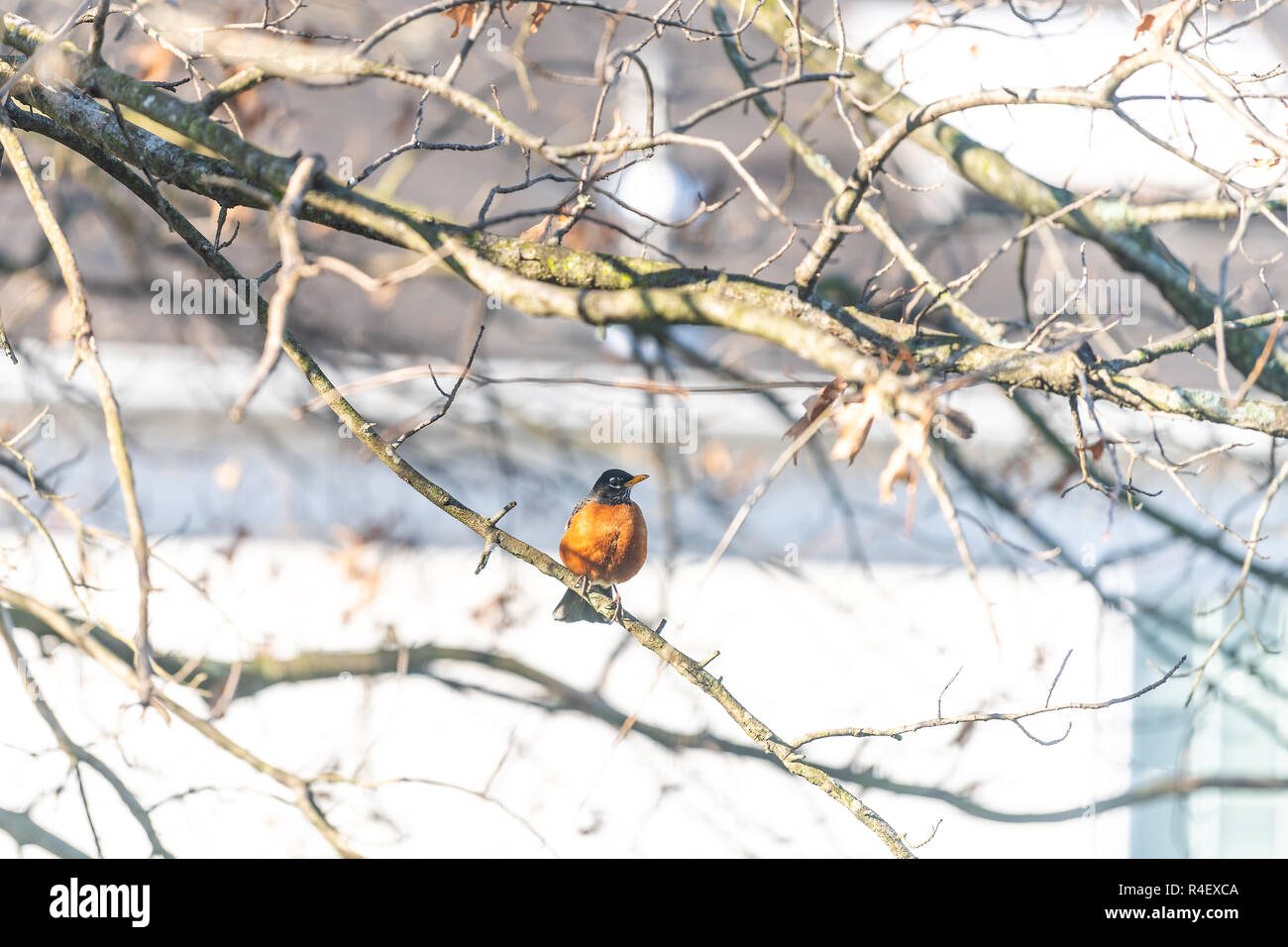 One small robin closeup bird sitting perched on sakura, cherry tree ...