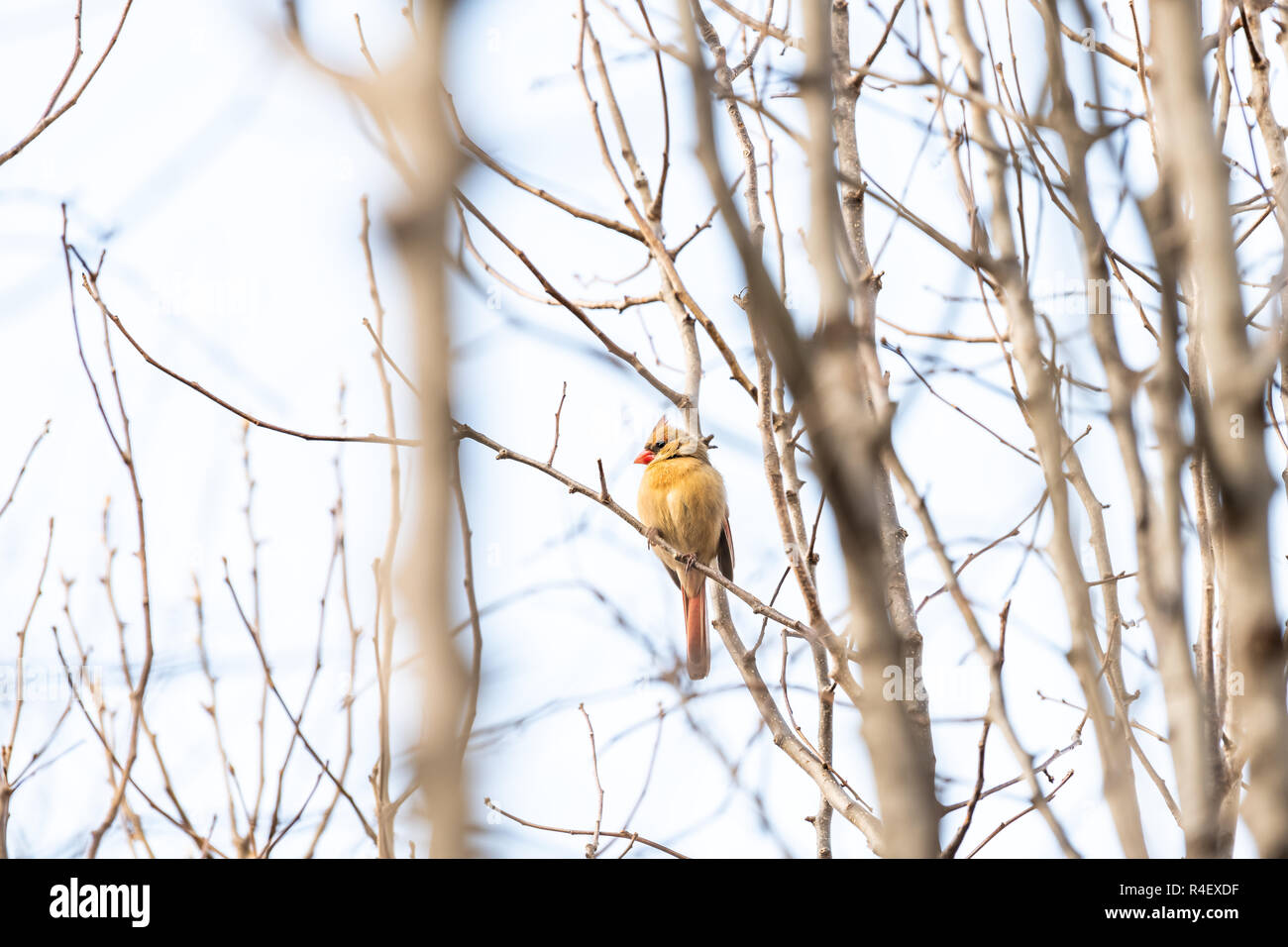 One fluffed, puffed up angry female red northern cardinal, Cardinalis ...