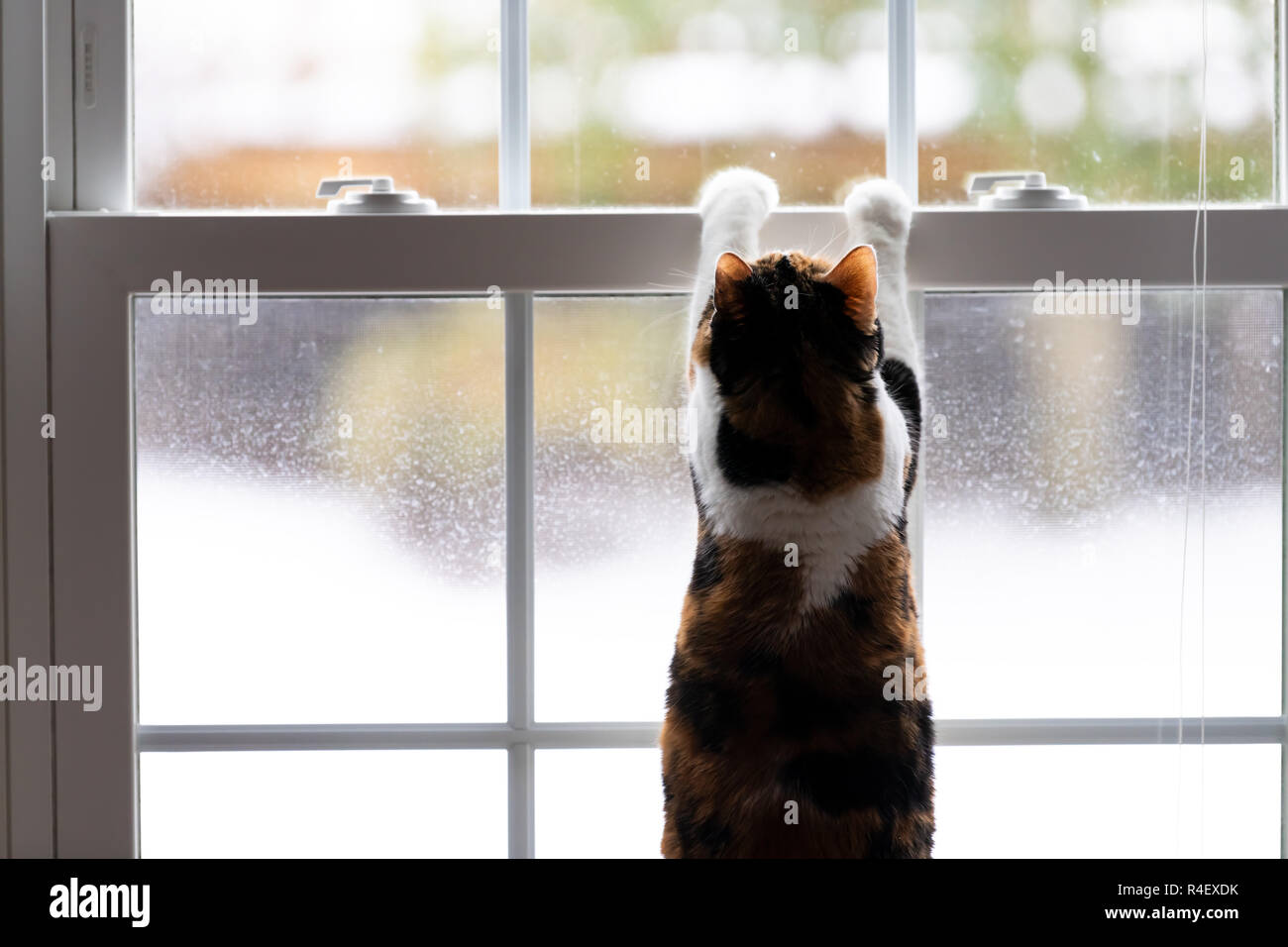 One calico domestic cat leaning on window with front paws, birdwatching ...