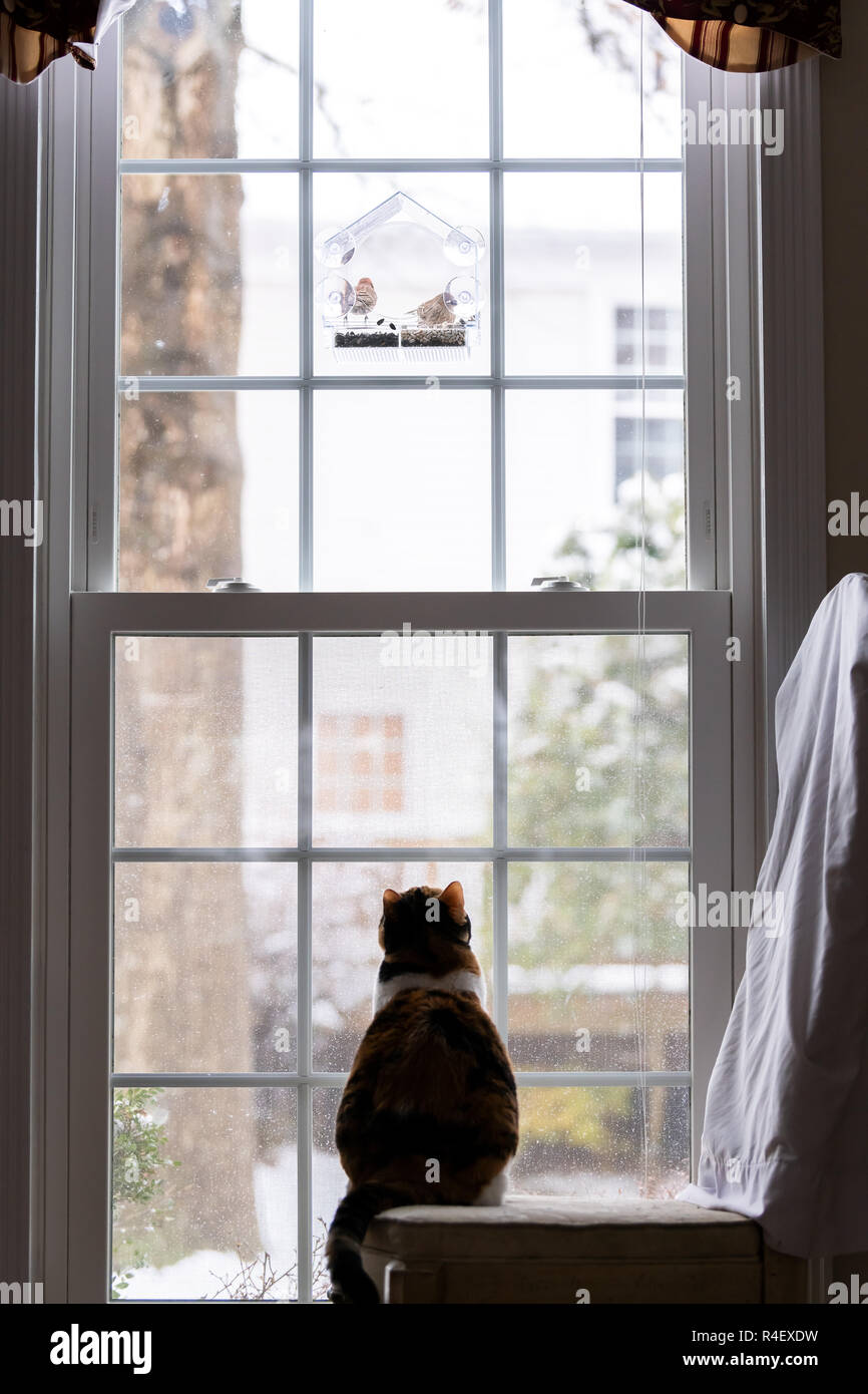 Behind calico cat back watching, sitting on chair in house, home room ...