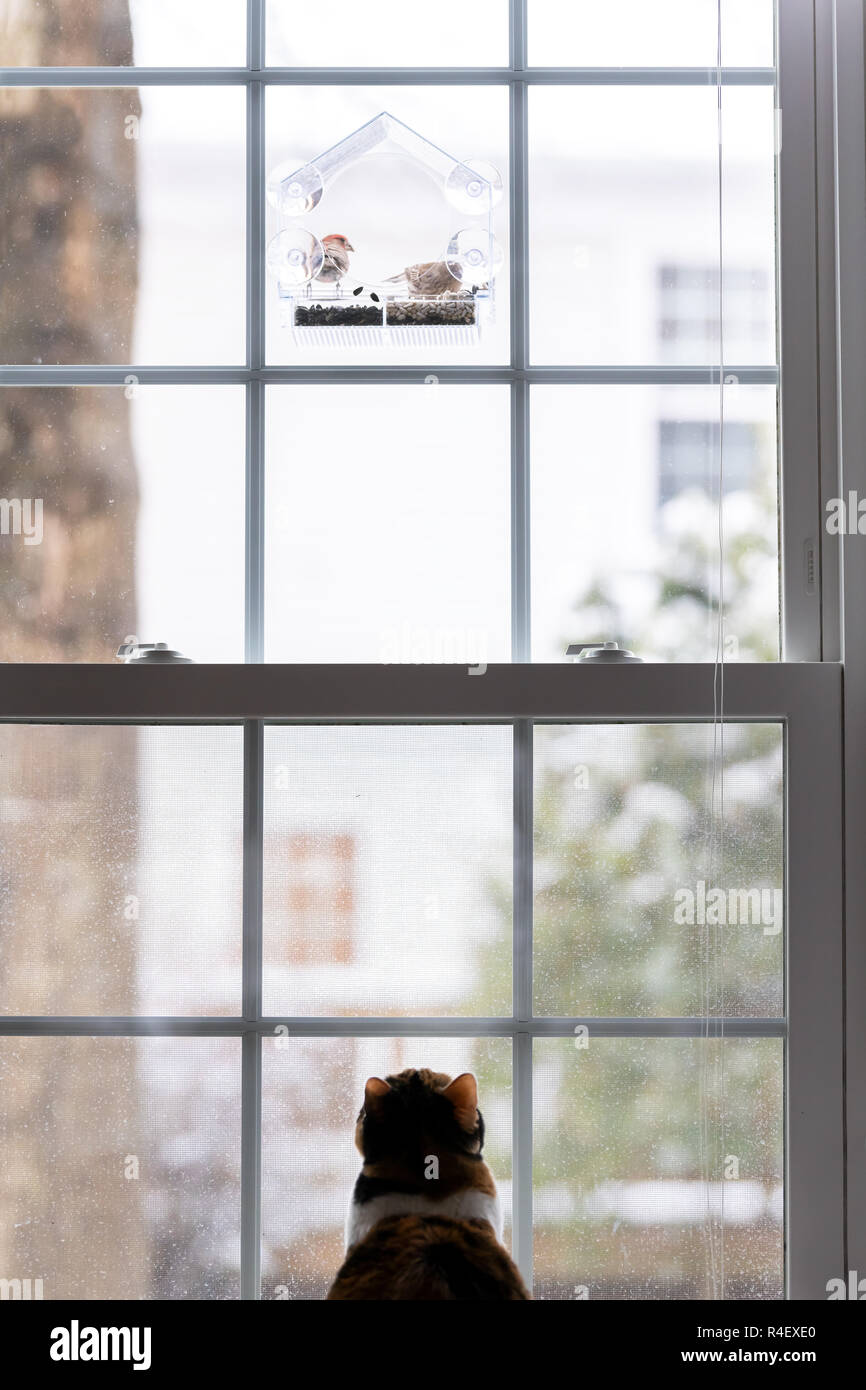 Behind calico cat back watching, sitting in house, home room under wild ...