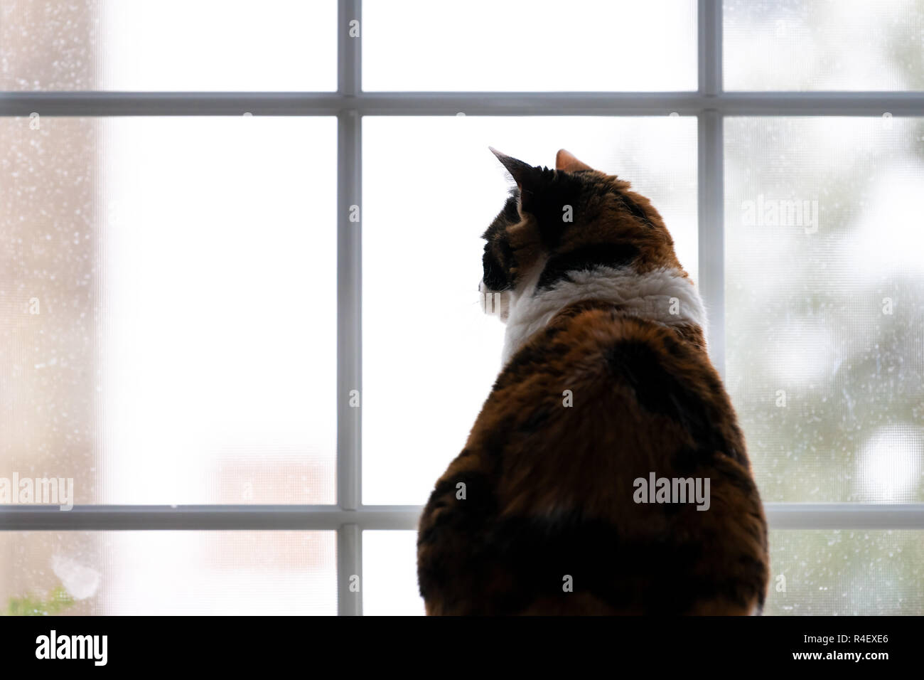Behind calico cat back sitting inside, indoor, indoors, in house, home ...
