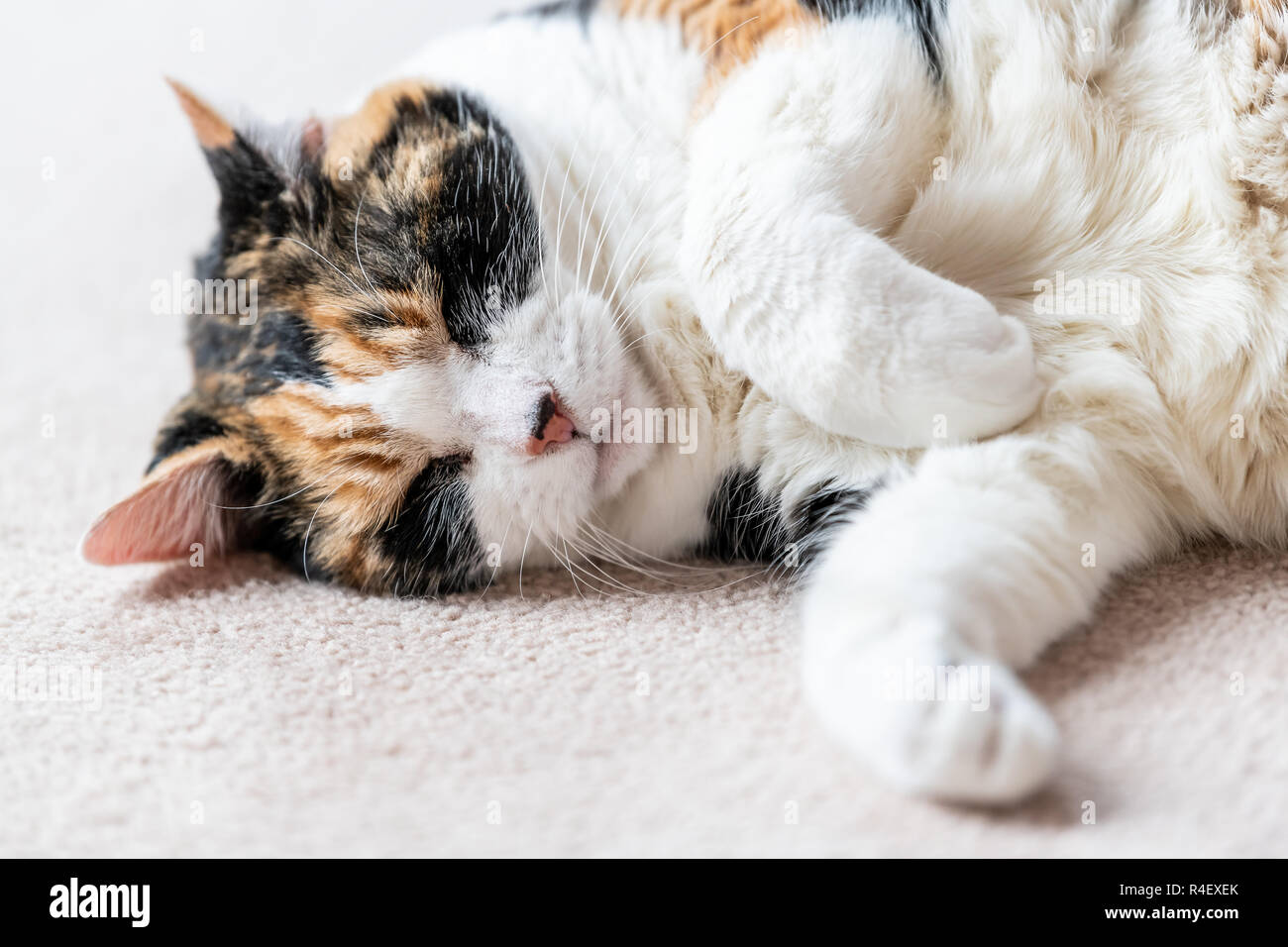 Closeup portrait of one sleepy, sleeping calico cat face, head, side ...