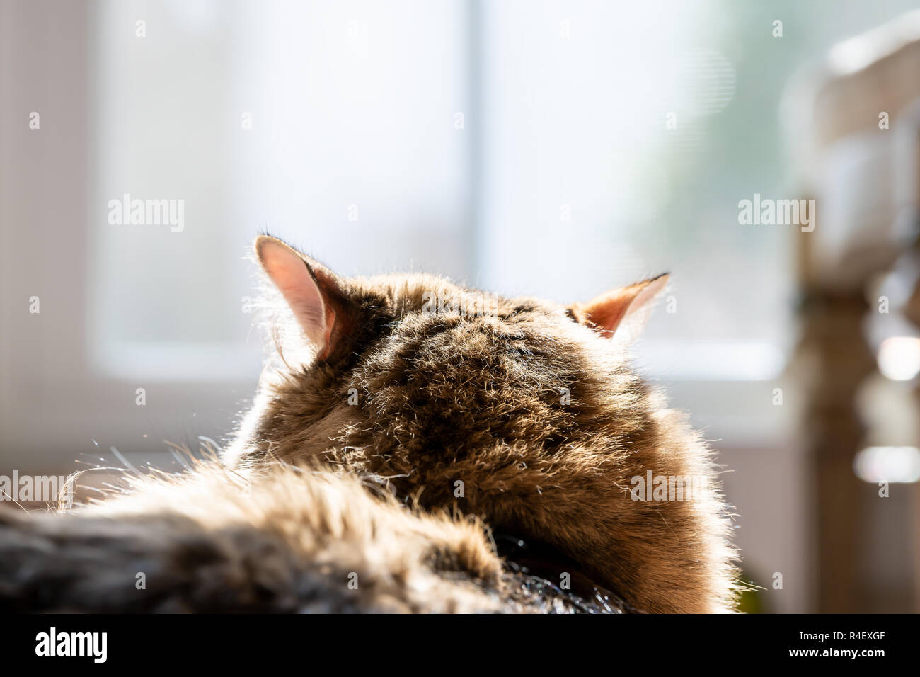 Closeup behind maine coon cat back, head, ears, furry fluffy fur inside ...